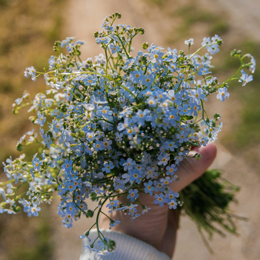 Myosotis Indigo Blue Forget Me Not Flower | X 100 Seeds – Veggie ...