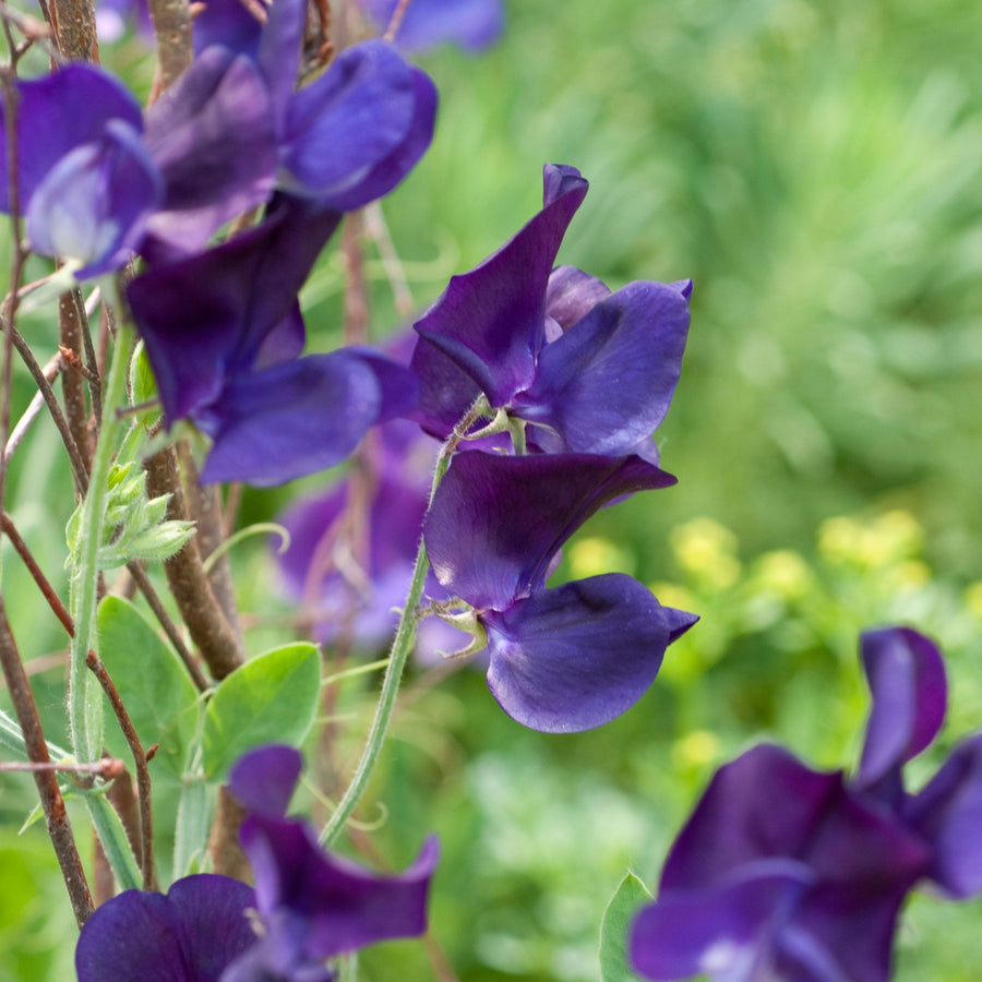 Sweet Pea King Size Navy Blue Flower | X 15 Seeds – Veggie & Flower ...