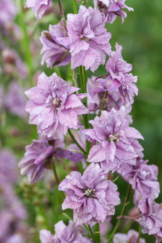 Larkspur Misty Lavender Flower | X 50 Seeds – Veggie & Flower Garden Seeds