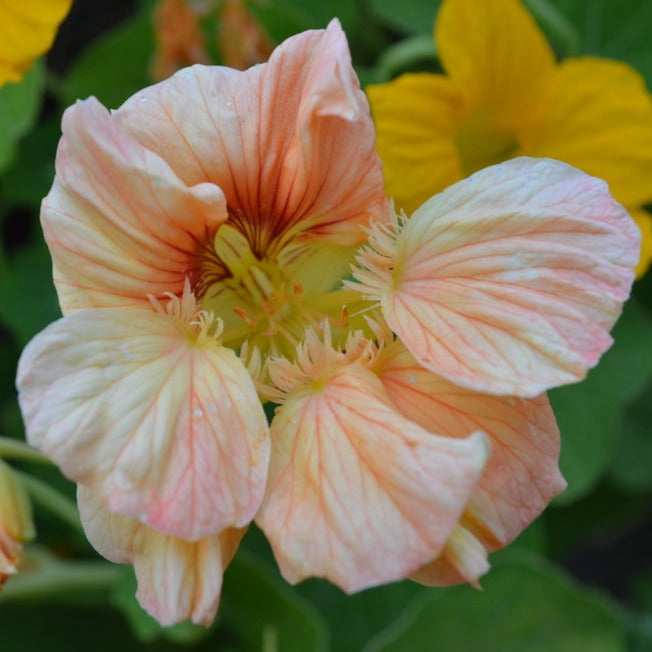 Nasturtium Tip Top Pink Blush Flower | X 15 Seeds – Veggie & Flower ...
