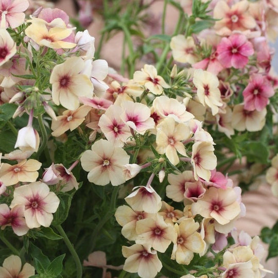 Phlox Cherry Caramel Flower | X 50 Seeds – Veggie & Flower Garden Seeds