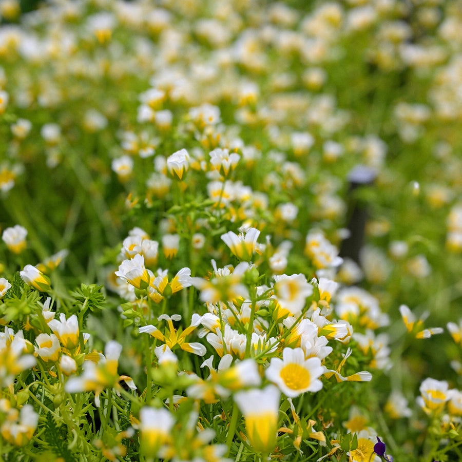 Subtropical Climate Seeds to Grow In Winter – Page 7 – Veggie & Flower ...