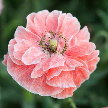 Poppy Flower Seeds – Veggie & Flower Garden Seeds