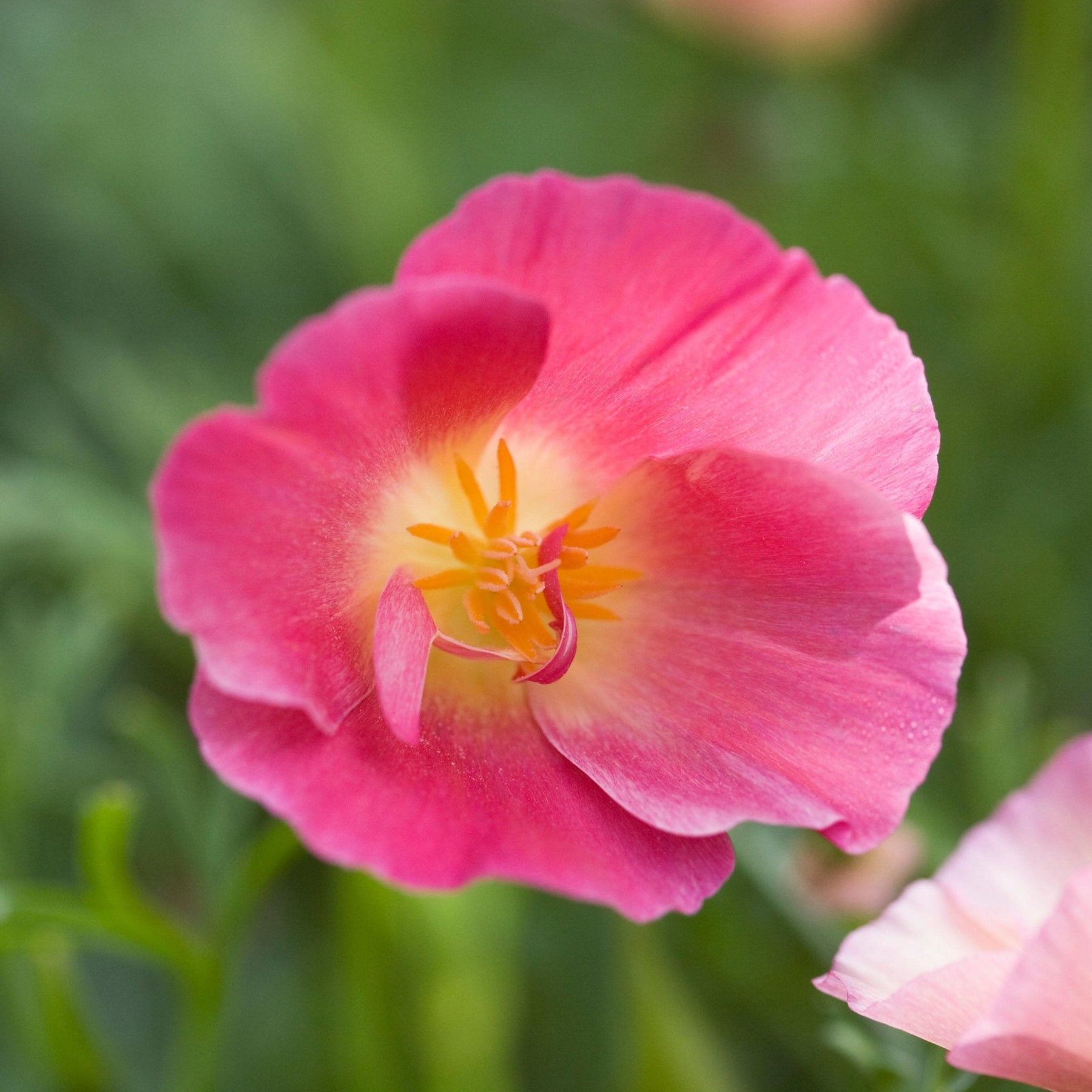 California Poppy Carmine King Flower | X 150 Seeds – Veggie & Flower ...