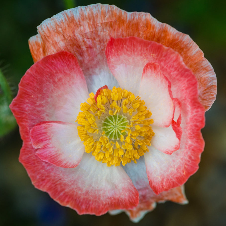 Poppy Flower Seeds – Veggie & Flower Garden Seeds