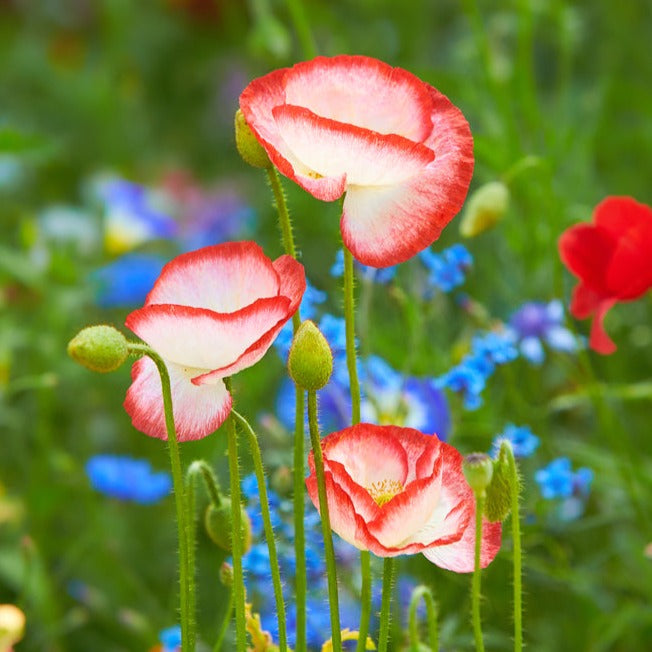 Poppy Falling In Love Flower | X 300 Seeds – Veggie & Flower Garden Seeds