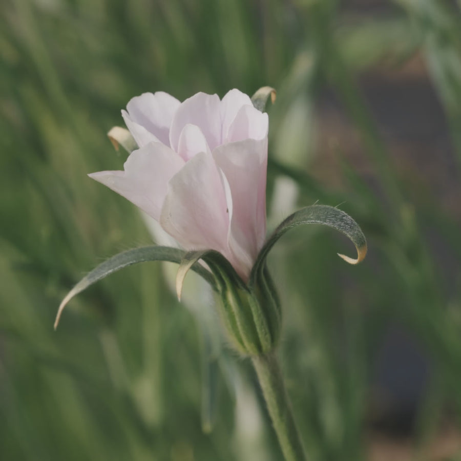 Corn Cockle Blossom Pearl Blush Flower | X 100 Seeds – Veggie & Flower ...