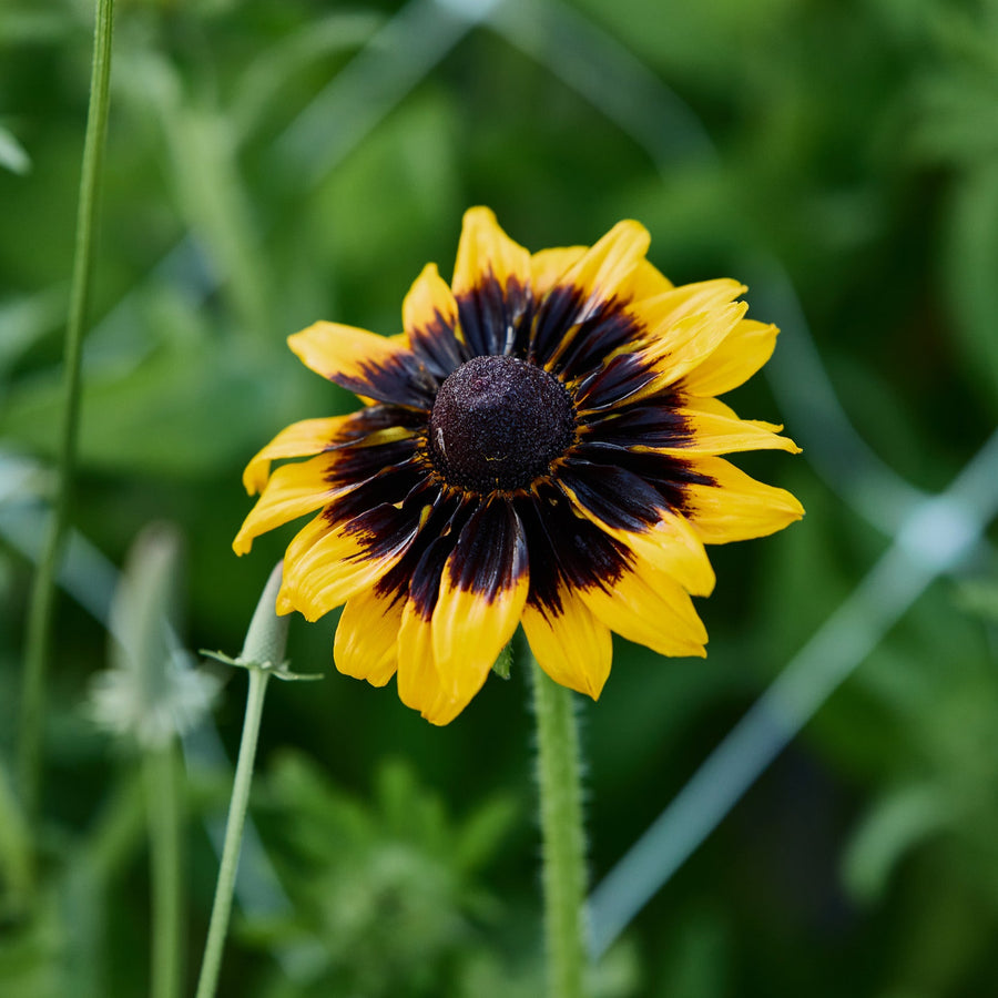Rudbeckia Flower Seeds – Veggie & Flower Garden Seeds