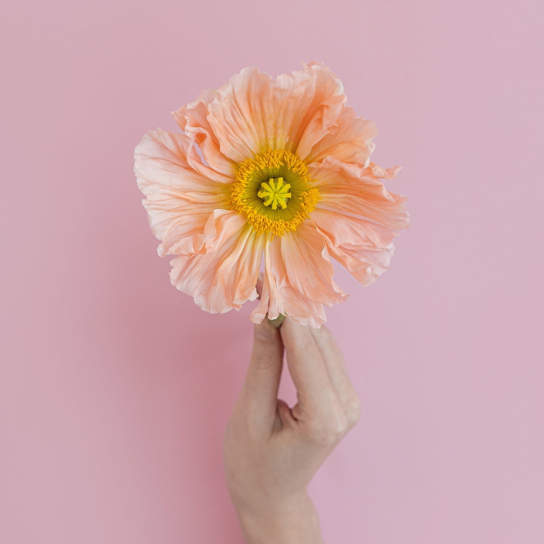 Poppy Colibri Rosa Chiaro Pastello Flower | X 50 Seeds – Veggie ...