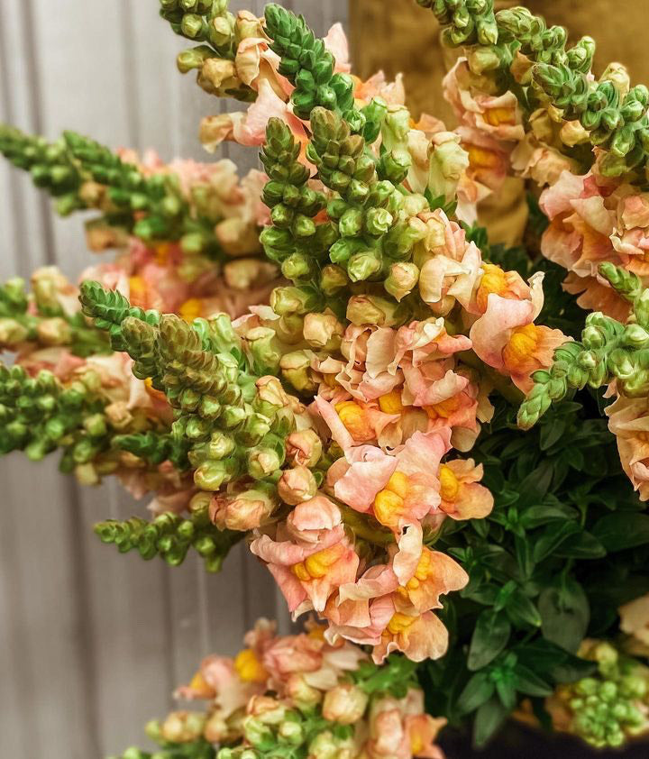 Snapdragon Costa Apricot Flower | X 50 Seeds – Veggie & Flower Garden Seeds