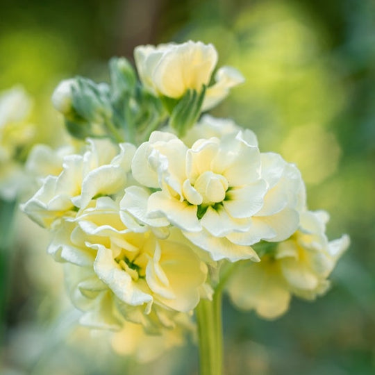 Stock Giant Column Buttercream Yellow Flower | X 50 Seeds – Veggie ...