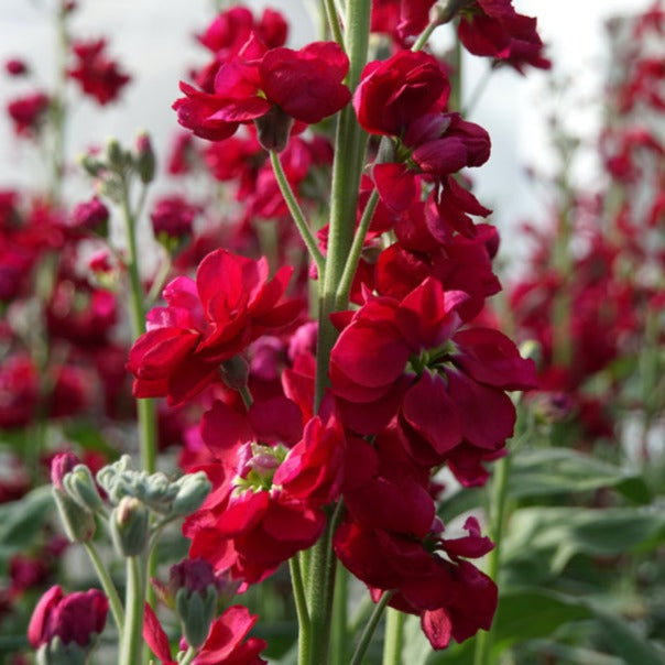 Stock Giant Column Crimson Flower | X 50 Seeds – Veggie & Flower Garden ...