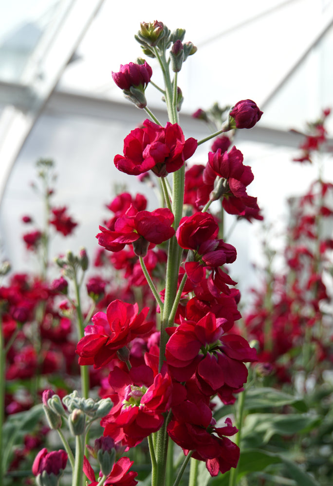 Stock Column Crimson Flower | X 50 Seeds – Veggie & Flower Garden Seeds