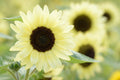 Sunflower Dwarf Lemon Bling Flower | X 20 Seeds – Veggie & Flower ...