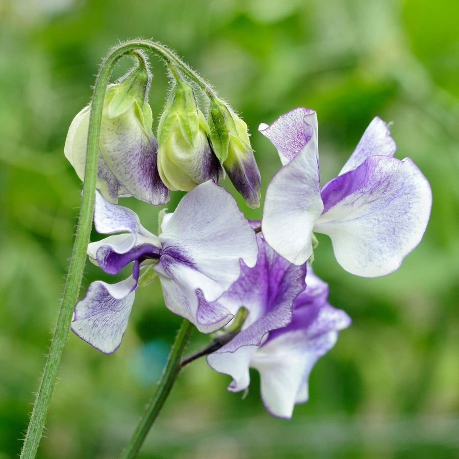 Sweet Pea Flower Seeds – Veggie & Flower Garden Seeds