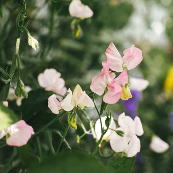 Sweet Pea Elegance Pink Diana Flower | X 15 Seeds – Veggie & Flower ...