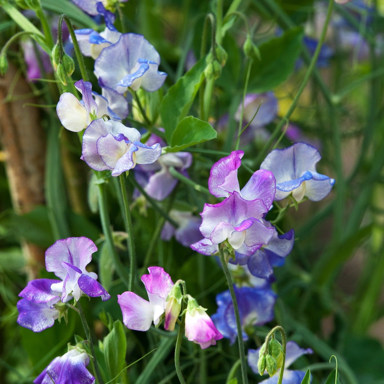 Sweet Pea Streamer Mix Flower | X 15 Seeds – Veggie & Flower Garden Seeds