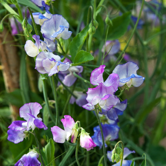 Sweet Pea Flower Seeds – Veggie & Flower Garden Seeds