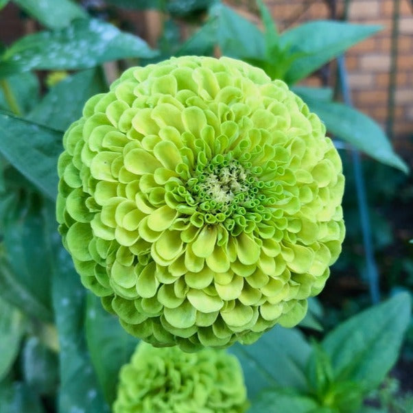 Zinnia Benary's Giant Lime Flower | X 30 Seed – Veggie & Flower Garden ...