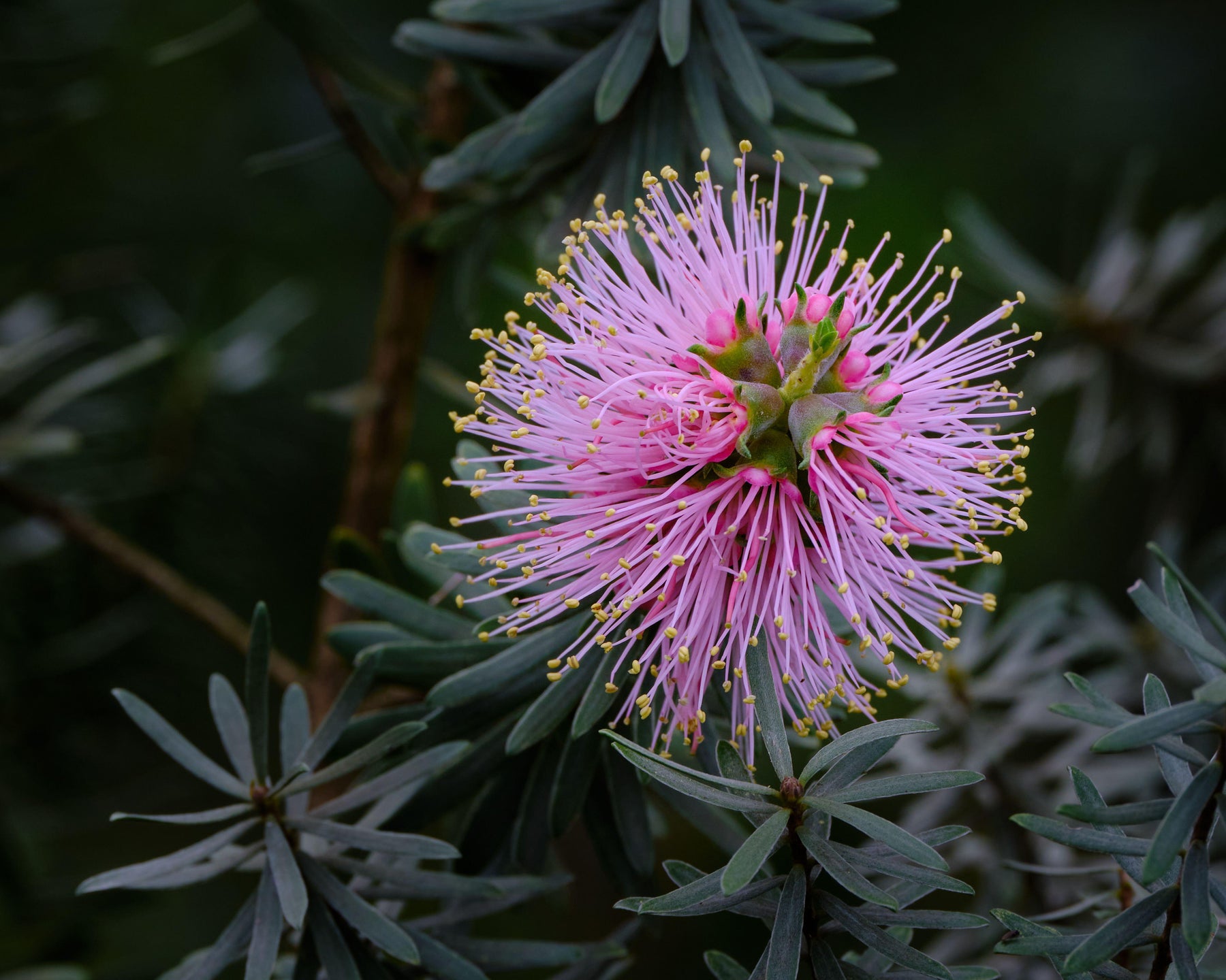Kunzea baxteri Pink Flowers Australian Native | X 200 Seeds (NOT TO WA ...