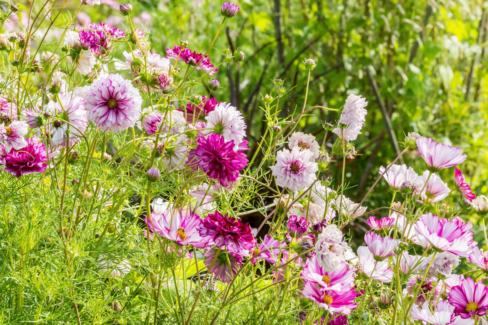 Cosmos Double Click Bicolour Violet Flower | X 30 Seeds – Veggie ...
