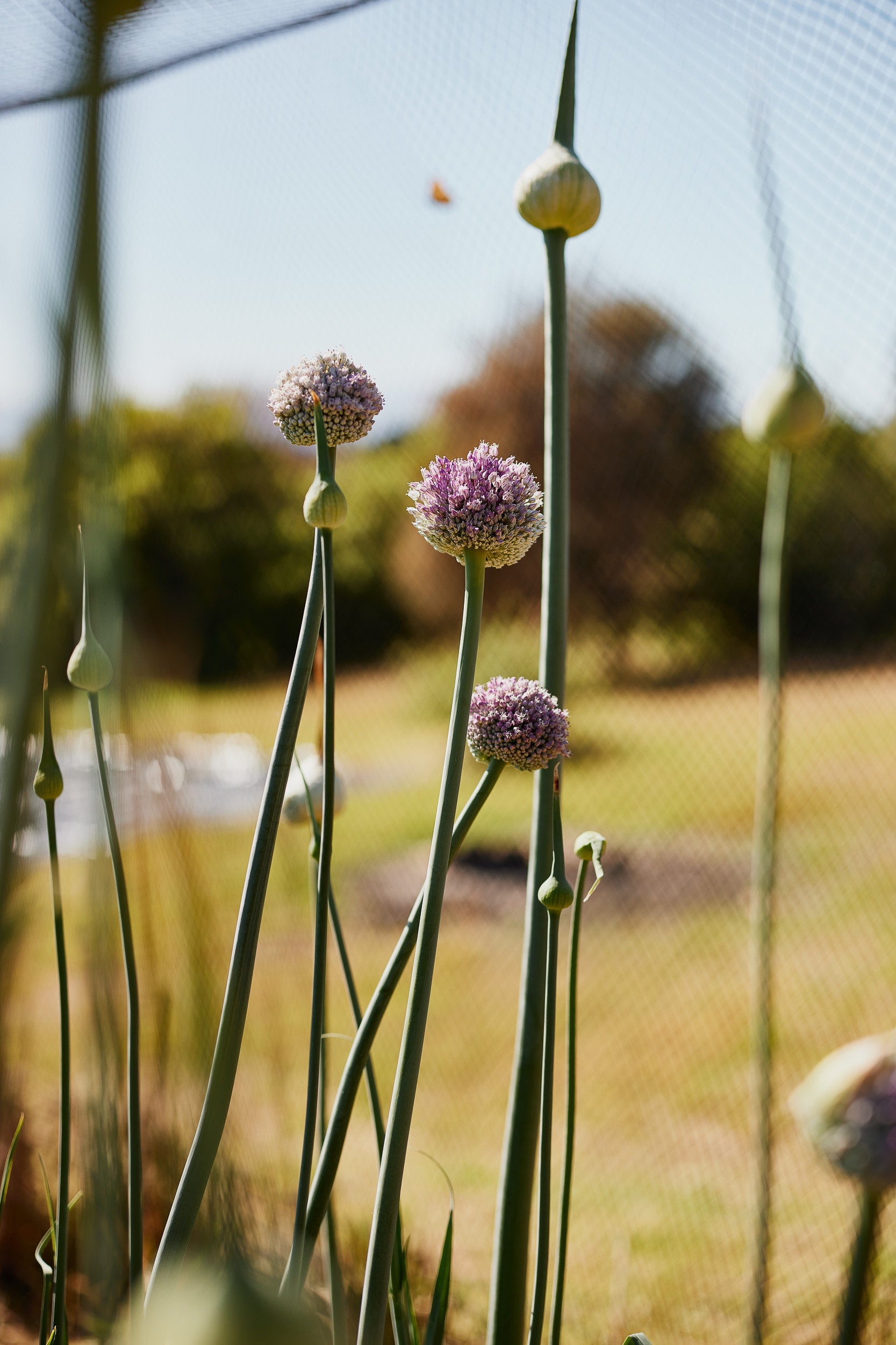 Leek Elephant Vegetable | X 80 Seeds – Veggie & Flower Garden Seeds