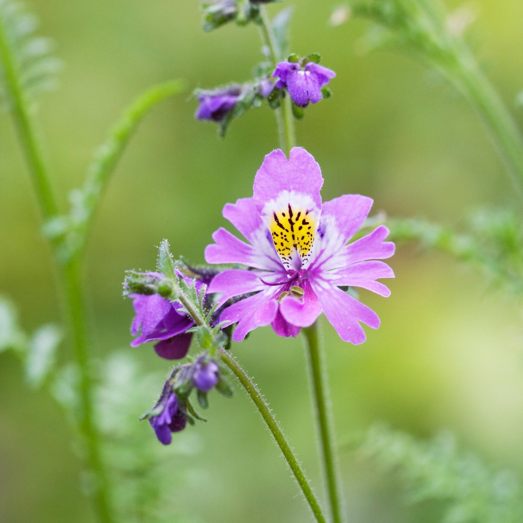 Schizanthus Angel Wings Mix Flower | X 300 Seeds – Veggie & Flower ...