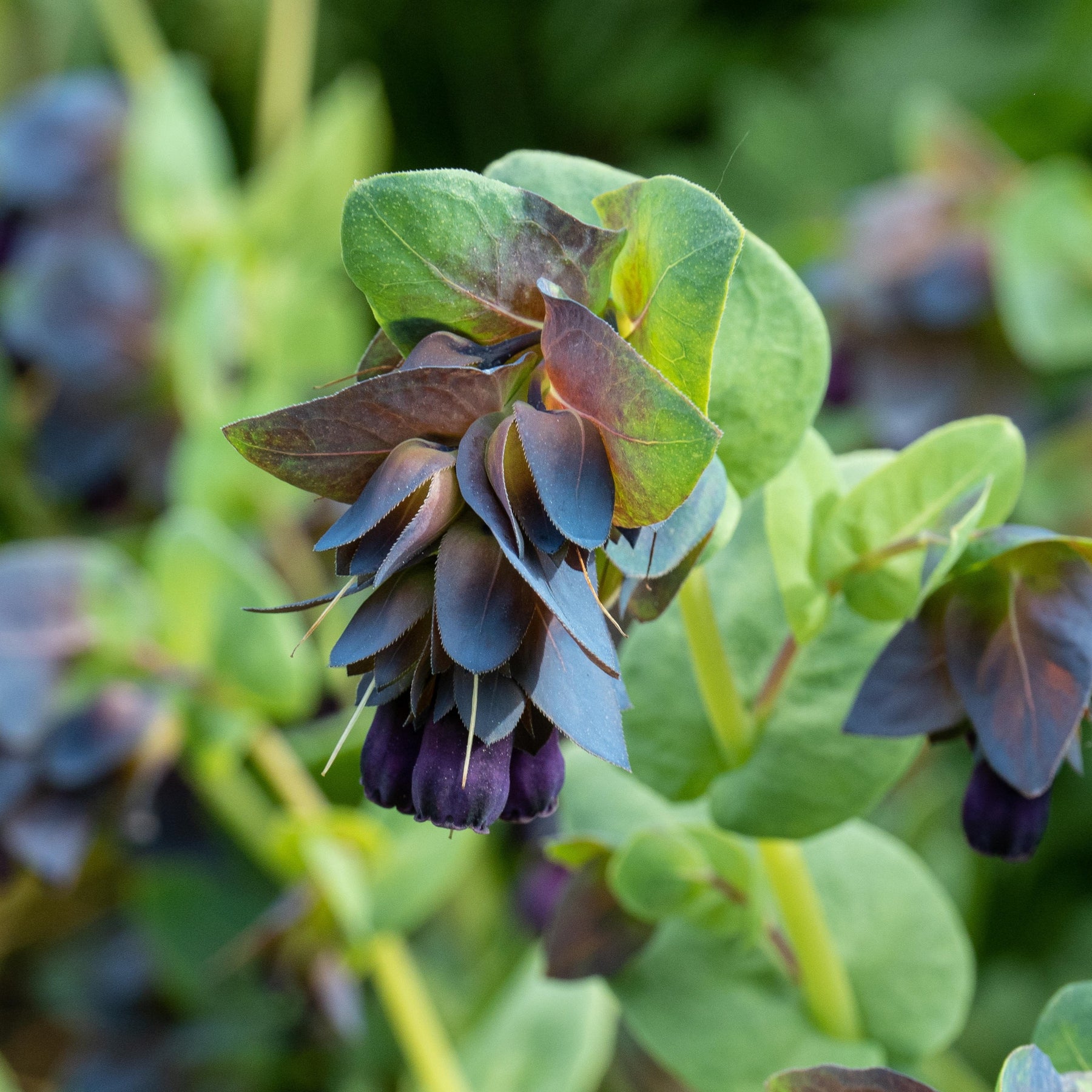 Cerinthe Purple Belle Honeywort Major Purpurescens Flower | X 10 Seeds ...