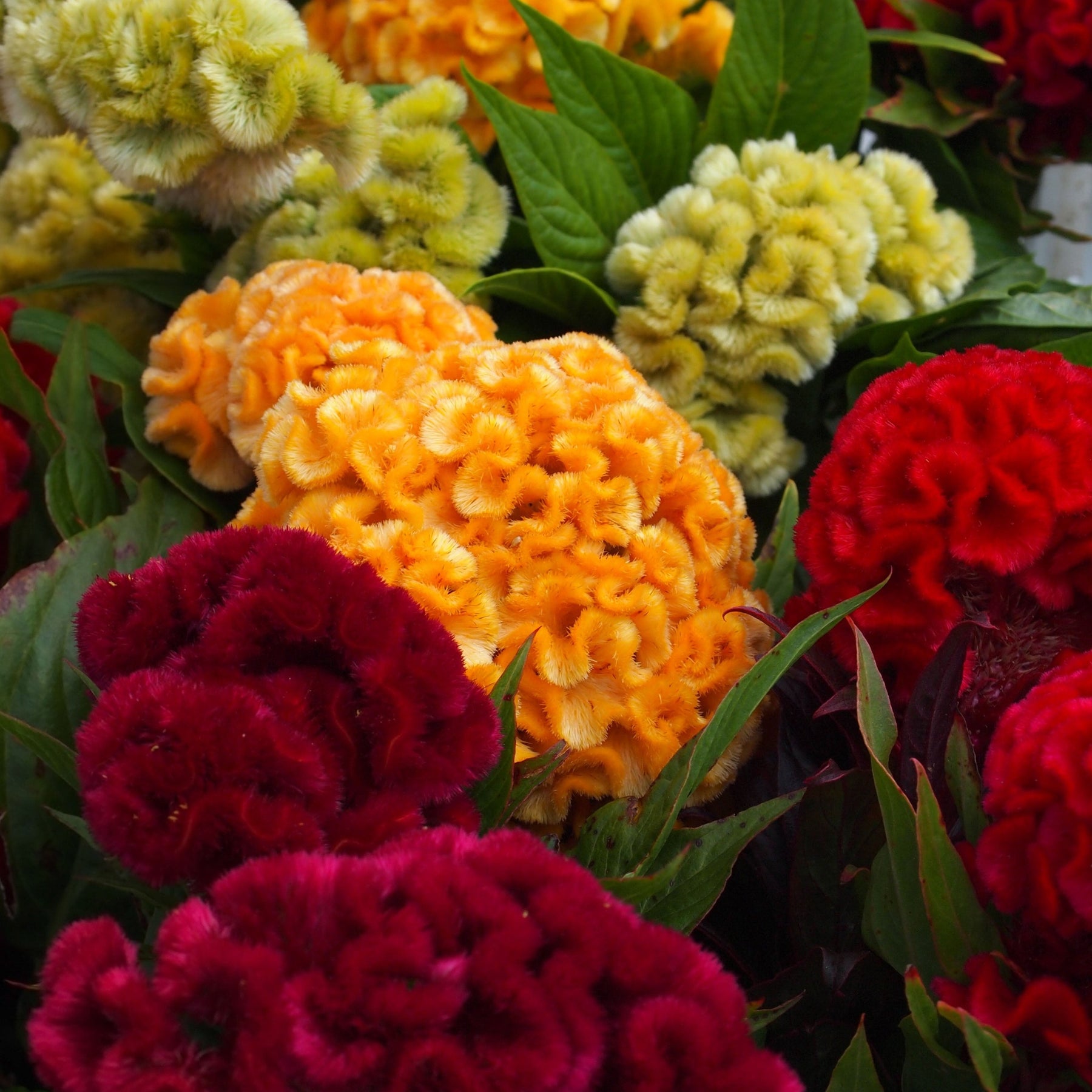 Celosia Dwarf Coral Gardens Mix Flower | X 100 Seeds (NOT TO WA ...