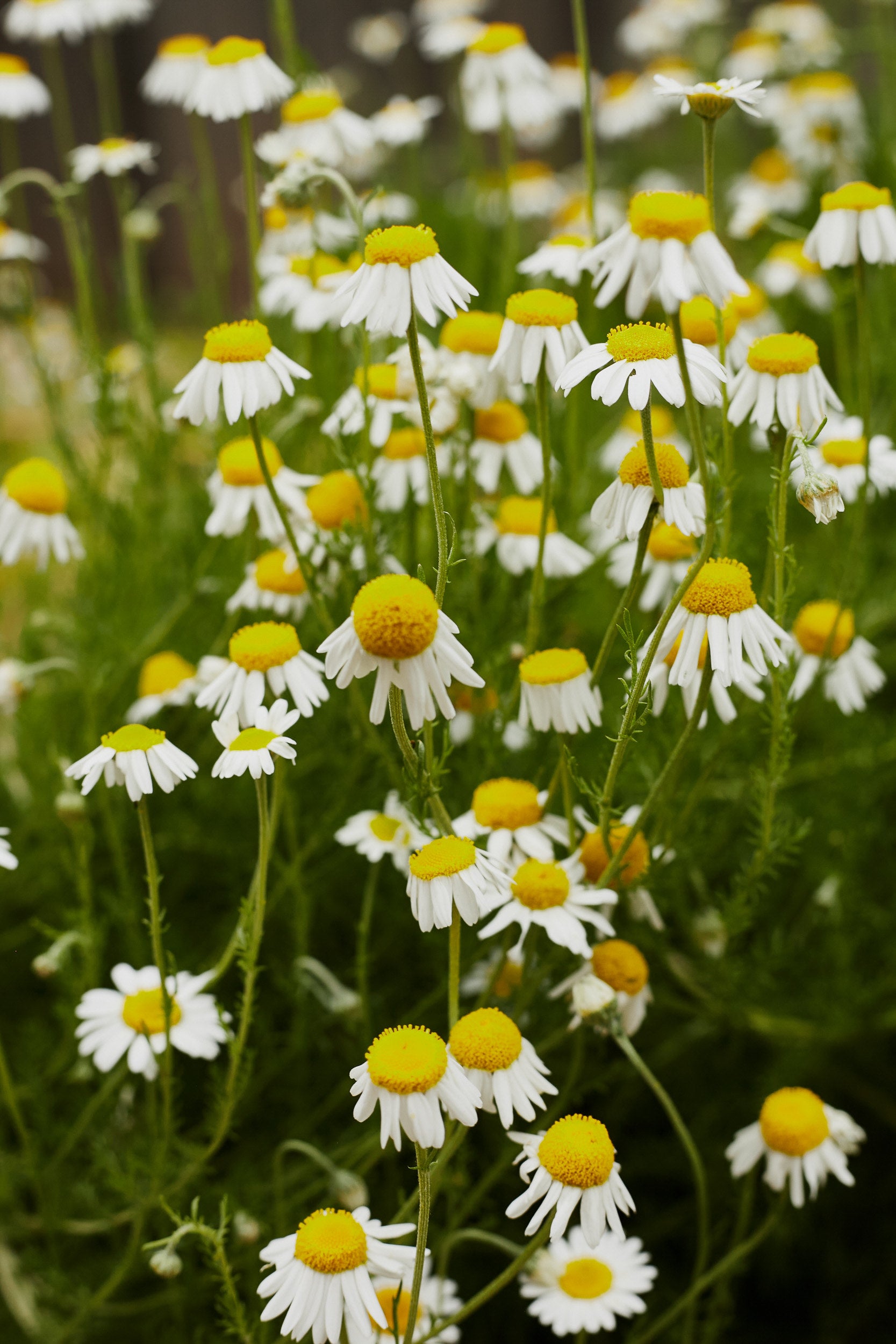 Chamomile German Flower | X 300 Seeds – Veggie & Flower Garden Seeds