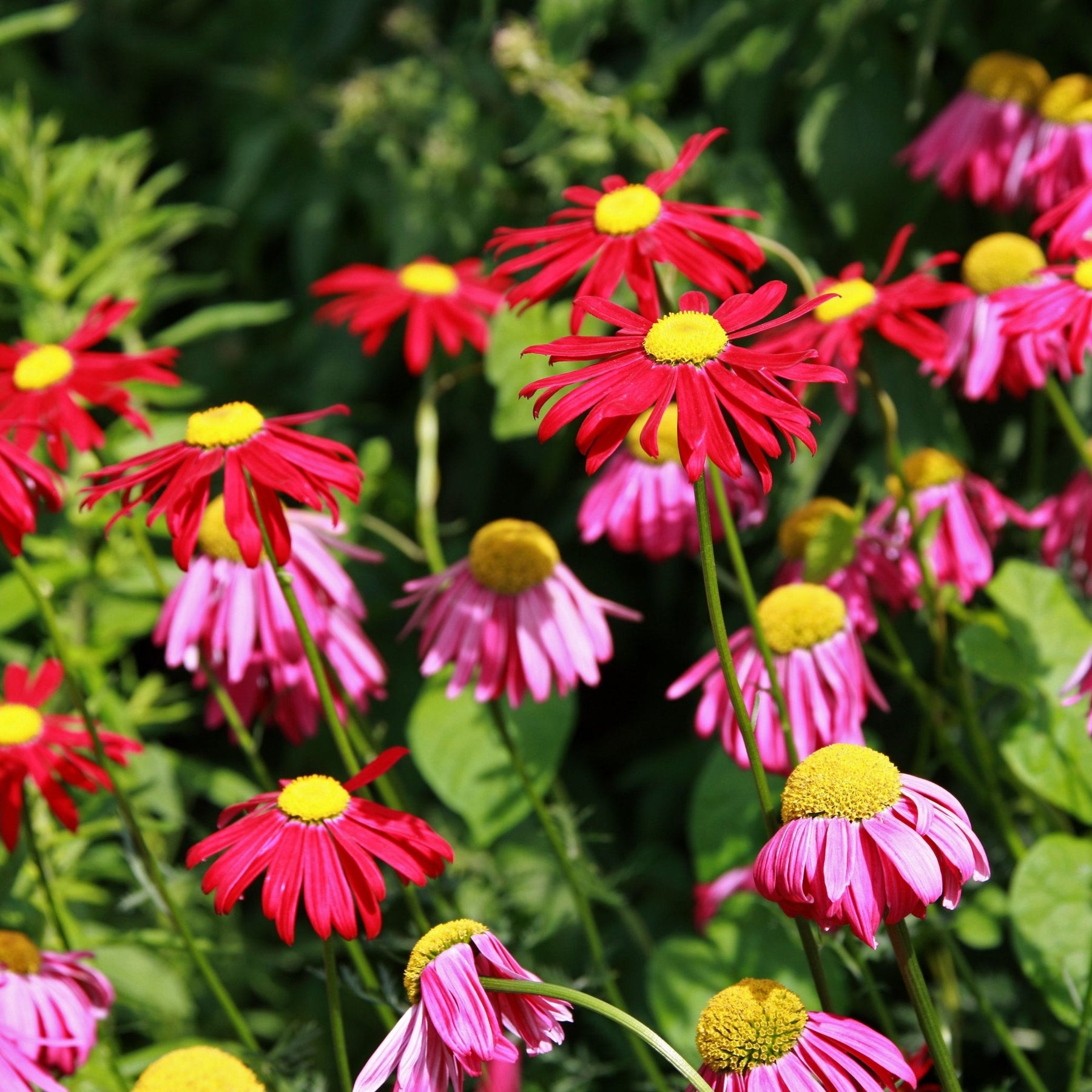 Chrysanthemum Pyrethrum Robinson Giant Mixed | x 50 seeds – Veggie ...