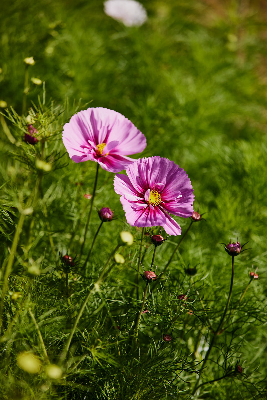 Cosmos Cupcake Blush Flower | X 30 Seeds – Veggie & Flower Garden Seeds