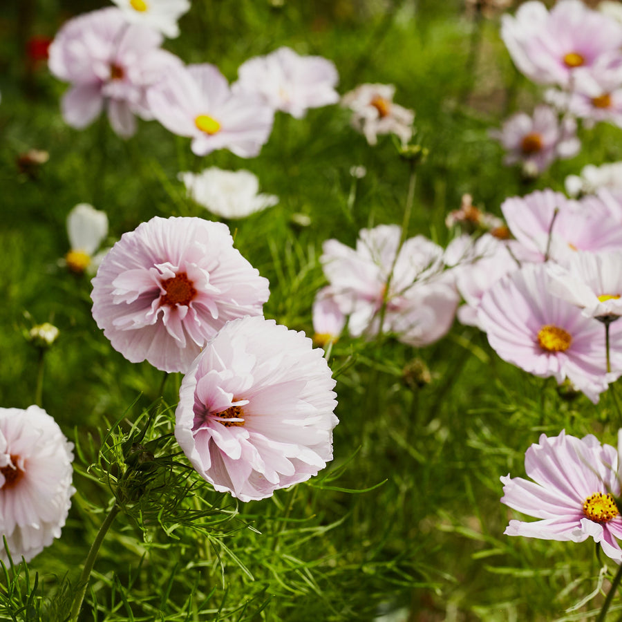 Cosmos Cupcake Blush Flower | X 30 Seeds – Veggie & Flower Garden Seeds