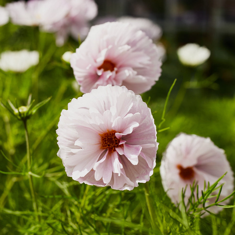 Cosmos Cupcakes Blush Flower | X 30 Seeds – Veggie & Flower Garden Seeds