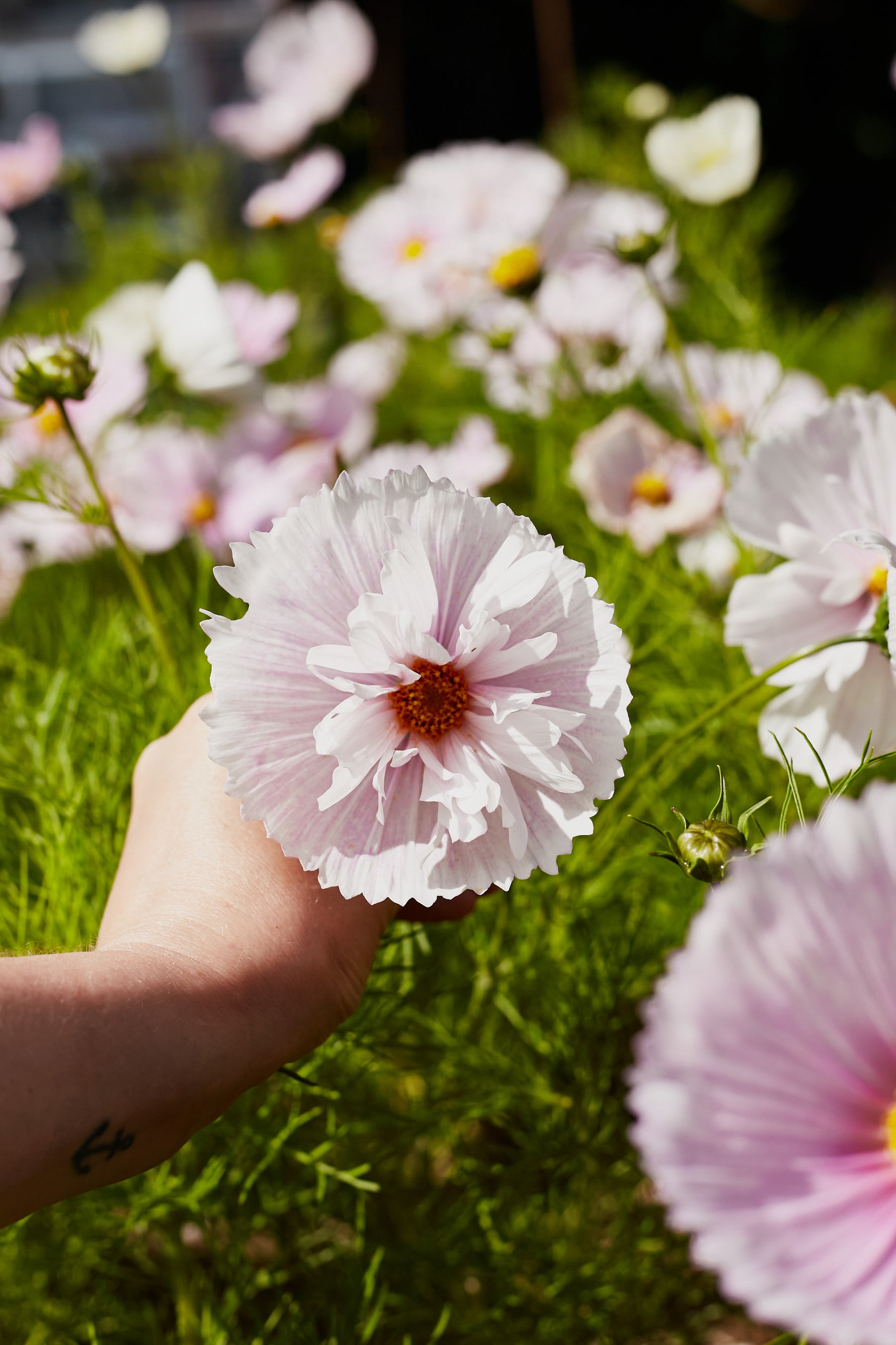 Cosmos Cupcake Blush Flower | X 30 Seeds – Veggie & Flower Garden Seeds