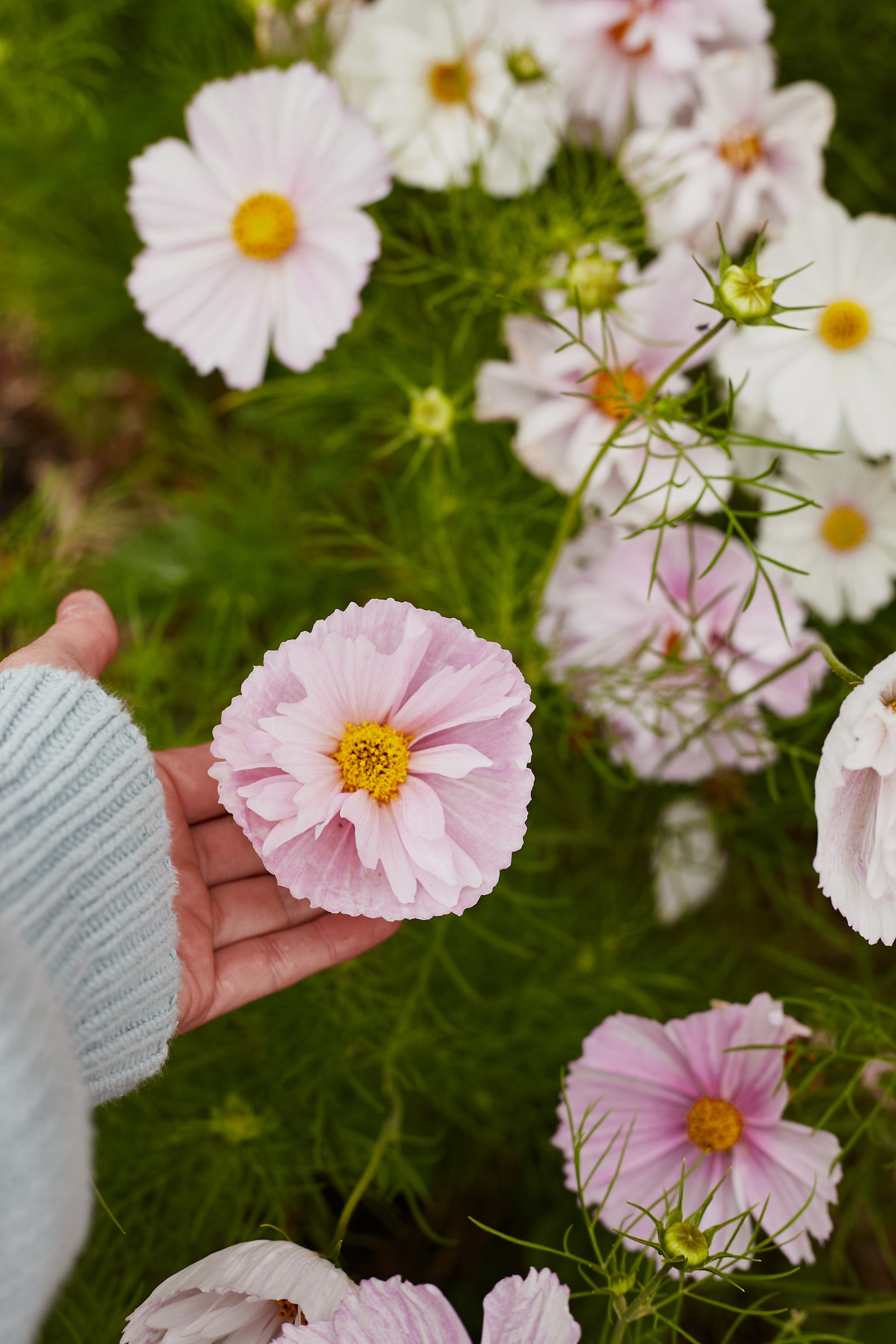 Cosmos Cupcake Blush Flower | X 30 Seeds – Veggie & Flower Garden Seeds