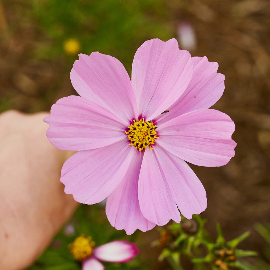 Cosmos Sensation Pinkie Rose Flower | X 50 Seeds – Veggie & Flower ...
