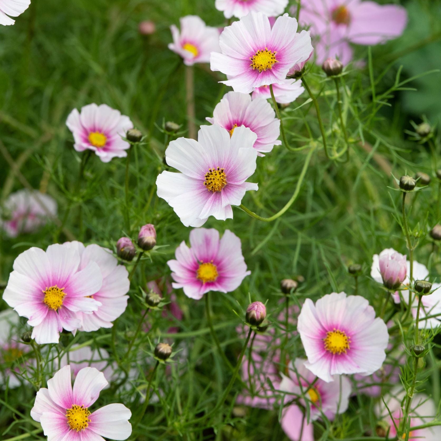 Cosmos Sensation Daydream Flower | X 50 Seeds – Veggie & Flower Garden ...