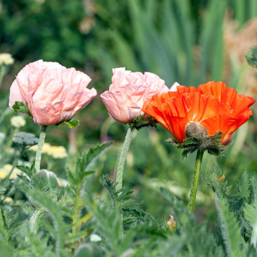 Flower Seeds – Page 5 – Veggie & Flower Garden Seeds