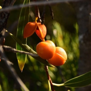 Australian Native Seeds – Veggie & Flower Garden Seeds