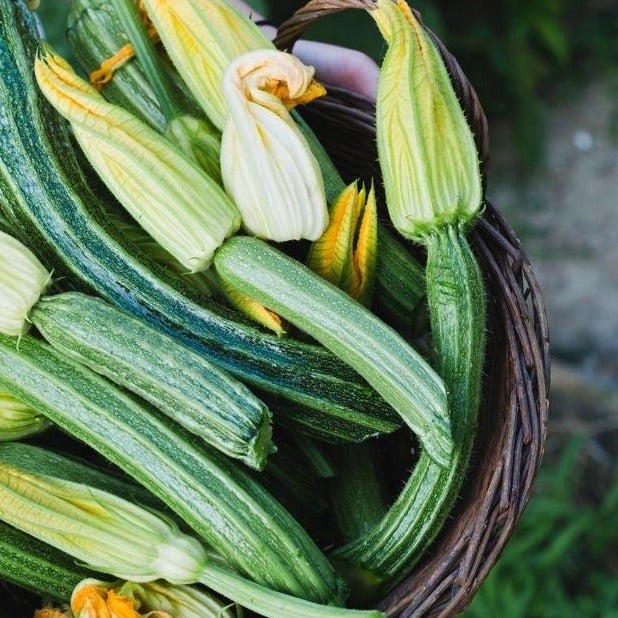 Zucchini Cocozelle Vegetable | X 15 Seeds – Veggie & Flower Garden Seeds