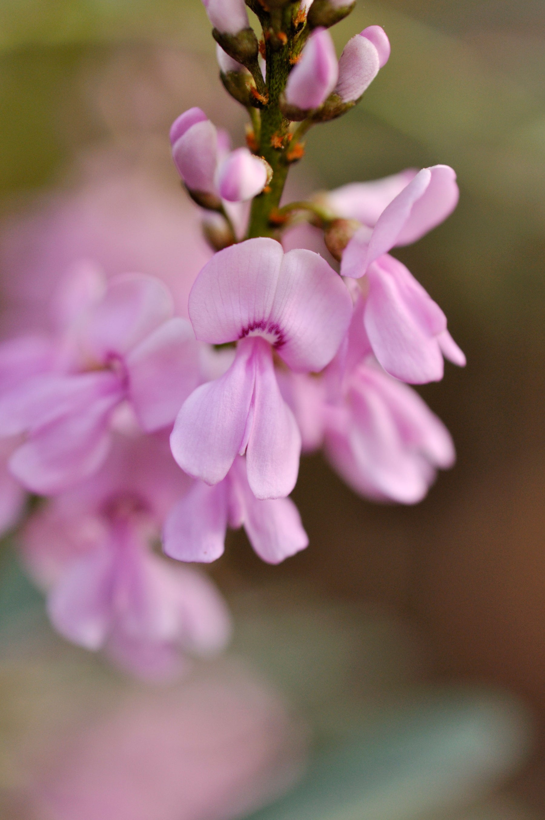 Indigofera australis Australian Native Shrub | X 15 Seeds – Veggie ...