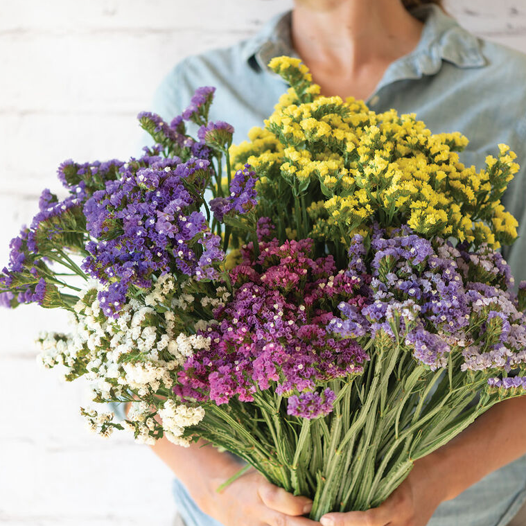 Statice Flower 836 Statice Flower Stock Photos, High Res Pictures, And