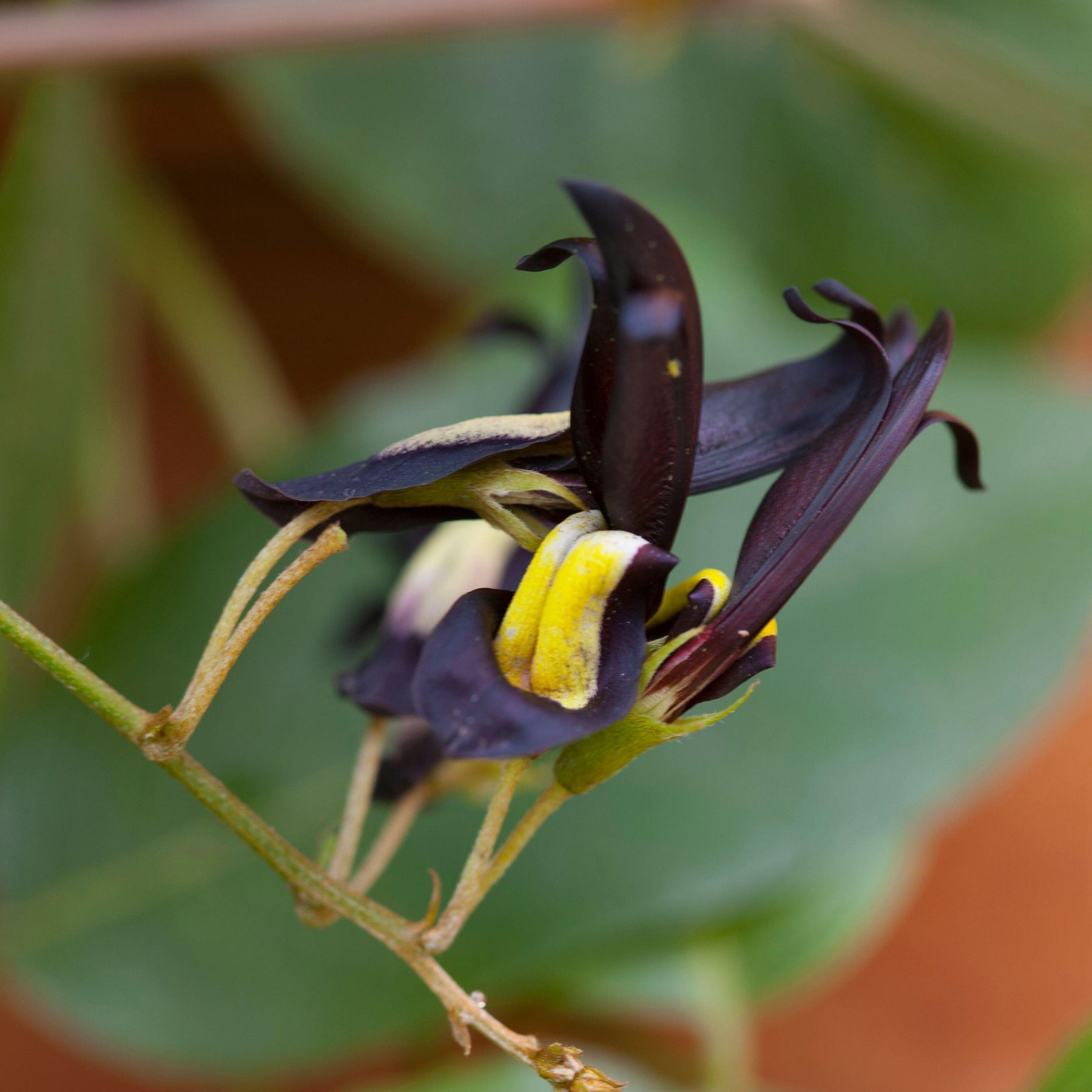 Kennedia nigricans Black Coral Pea (yellow + black) Climber Australian ...