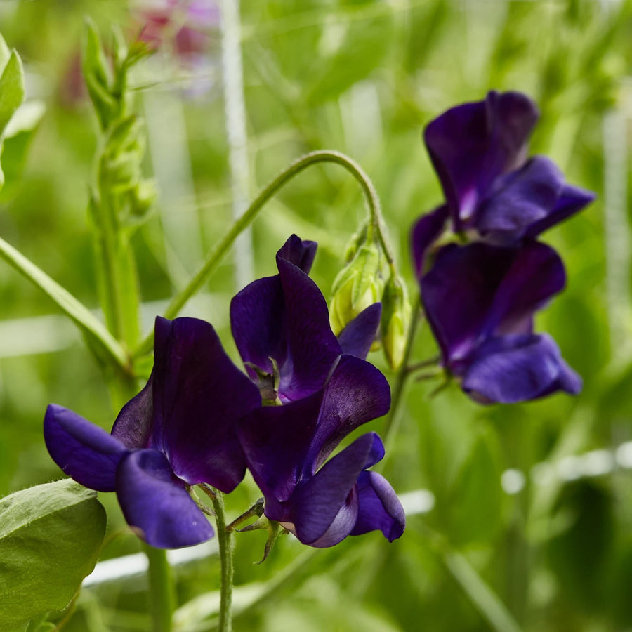 Sweet Pea Flower Seeds – Veggie & Flower Garden Seeds