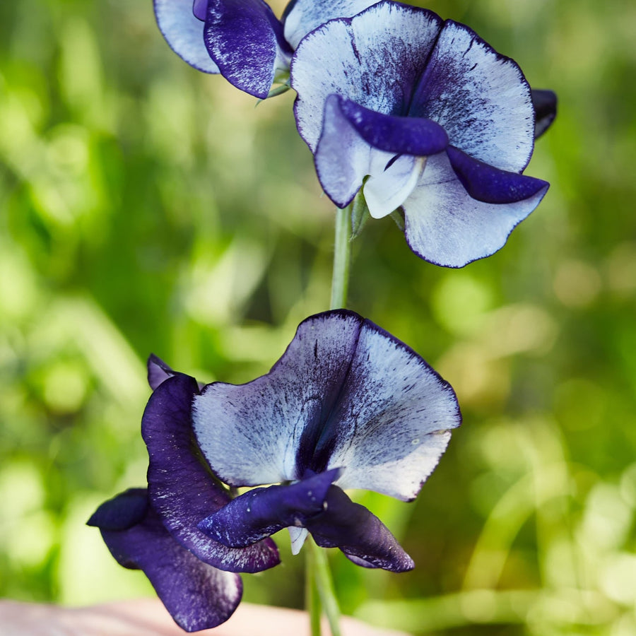 Sweet Pea Flower Seeds – Veggie & Flower Garden Seeds