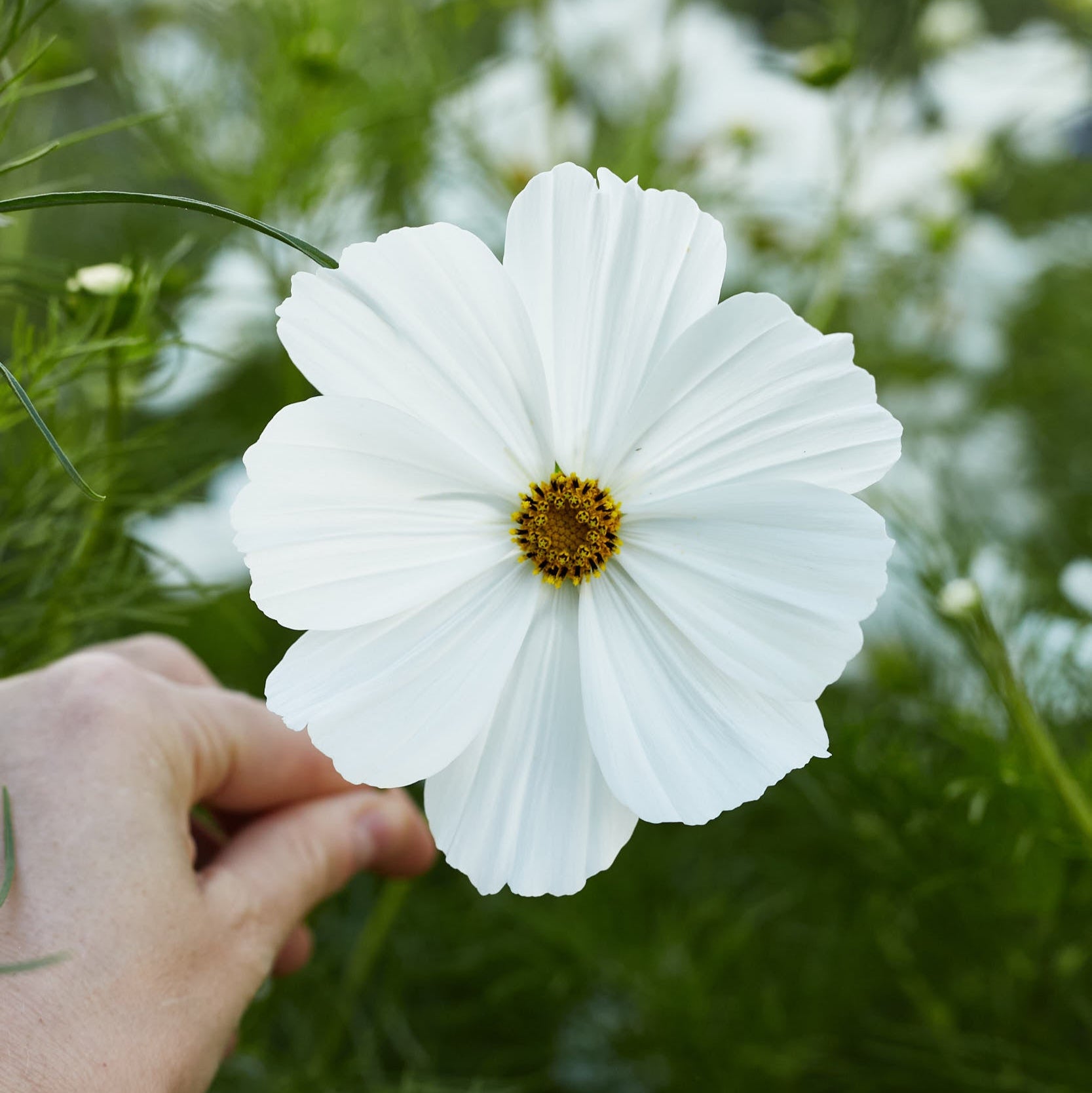 Cosmos Sensation Purity White Flower | X 50 Seeds – Veggie & Flower ...