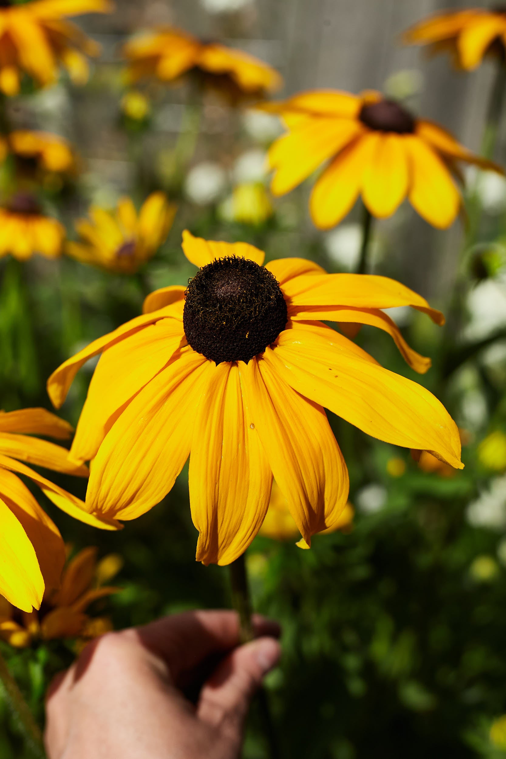Rudbeckia Hirta Marmalade Flower | X 100 Seeds – Veggie & Flower Garden ...
