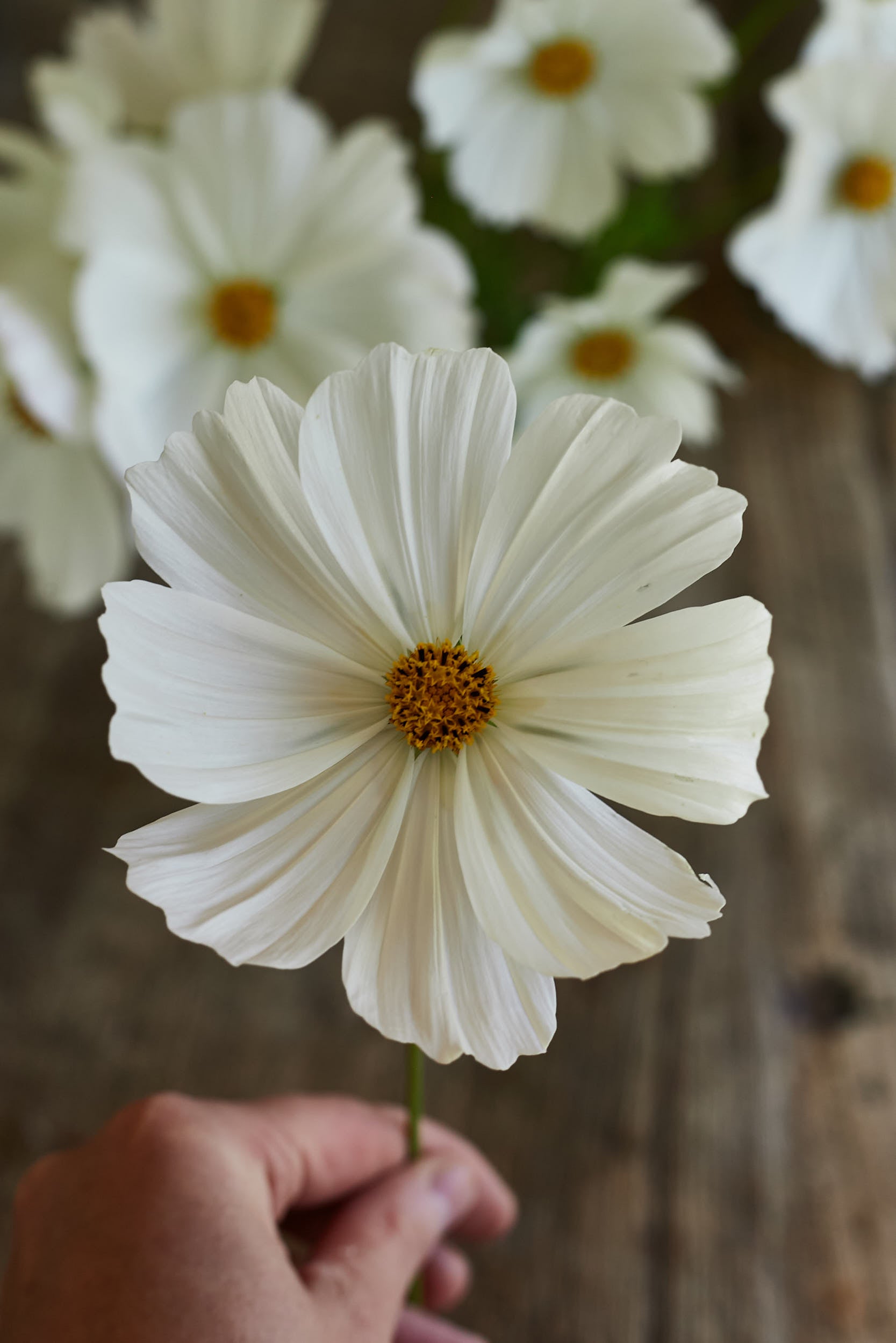 Cosmos Sensation Purity White Flower | X 50 Seeds – Veggie & Flower ...