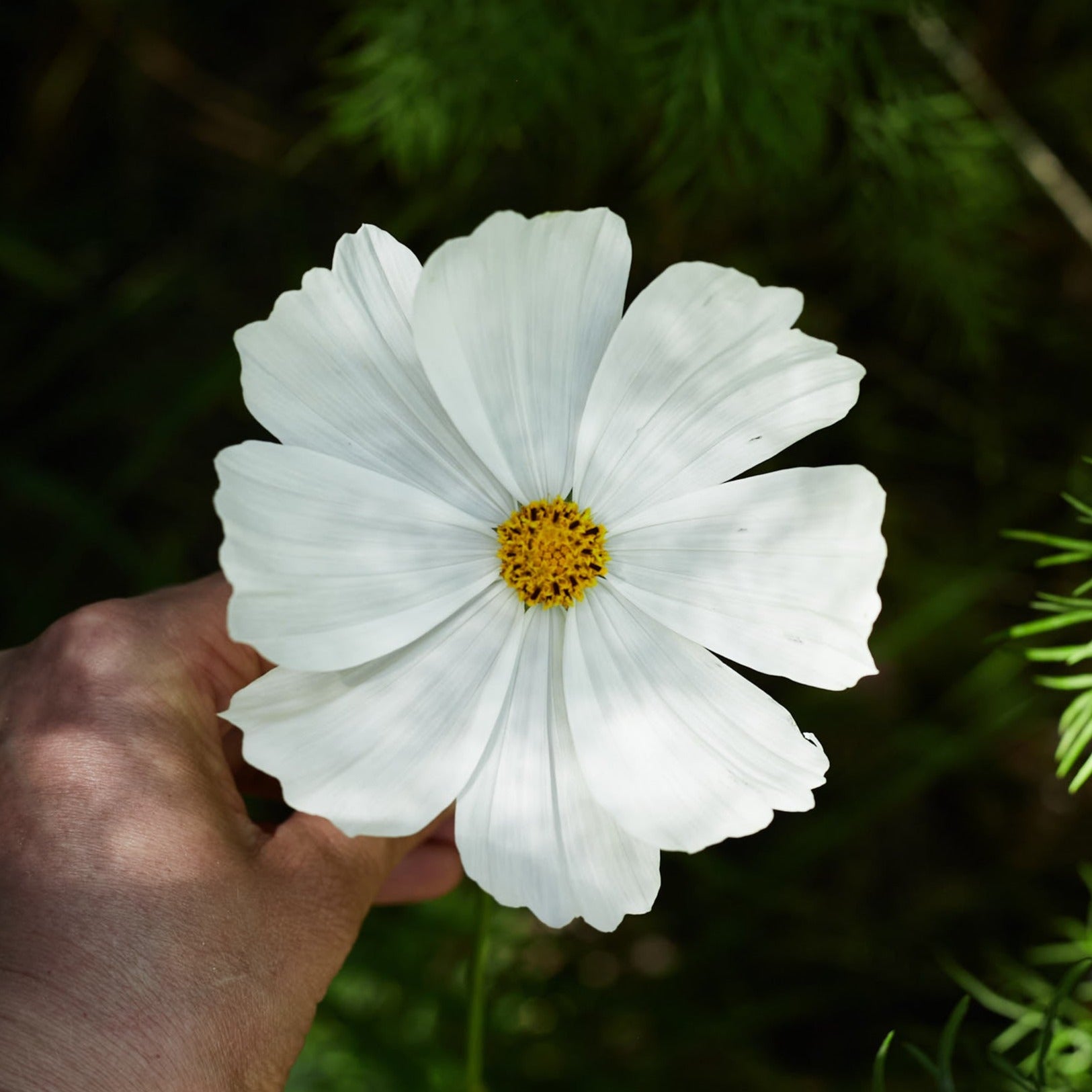 Cosmos Sensation Purity White Flower | X 50 Seeds – Veggie & Flower ...